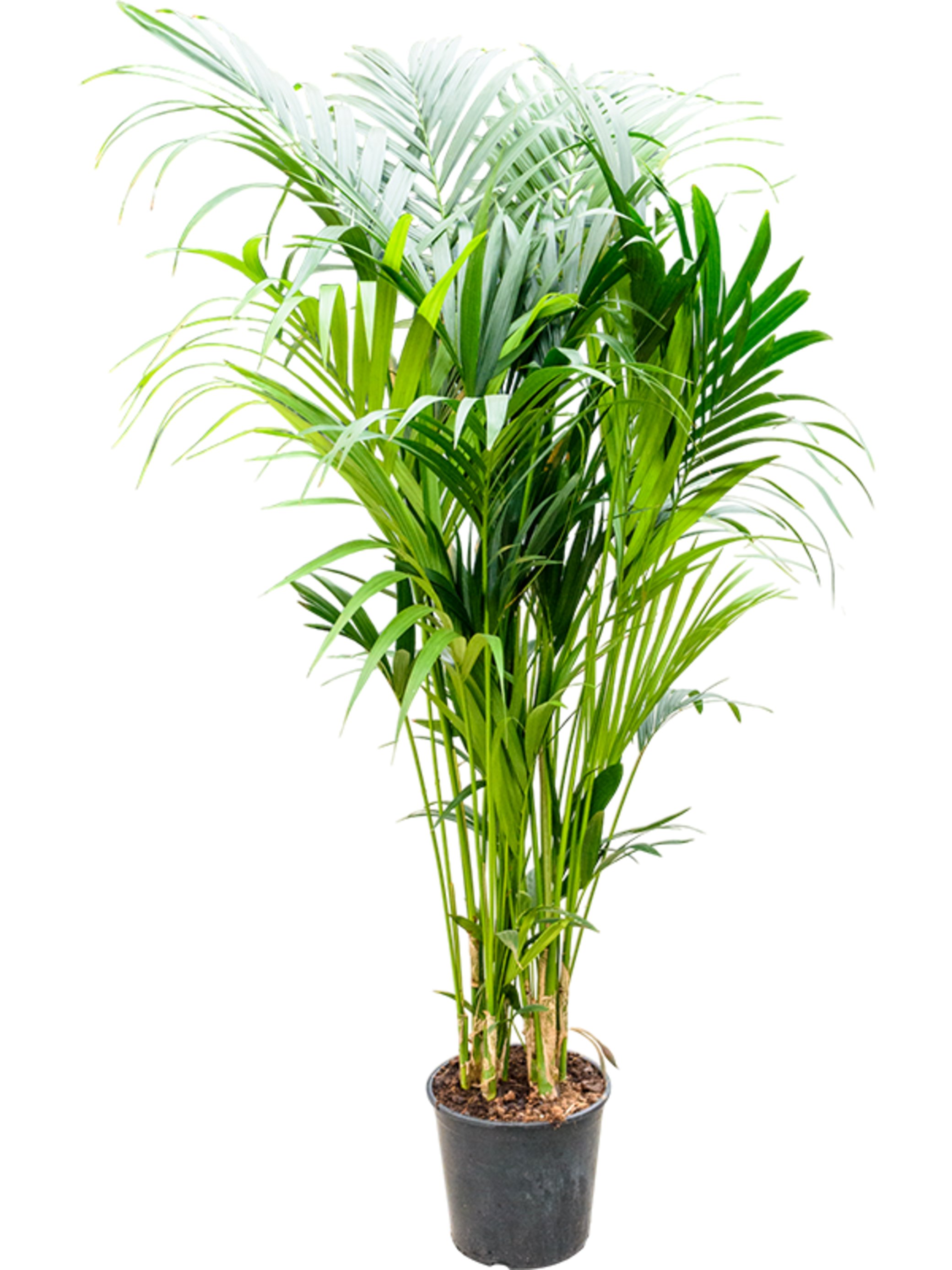 Kentia (Howea) forsteriana Toef 10/12pp - Alpina