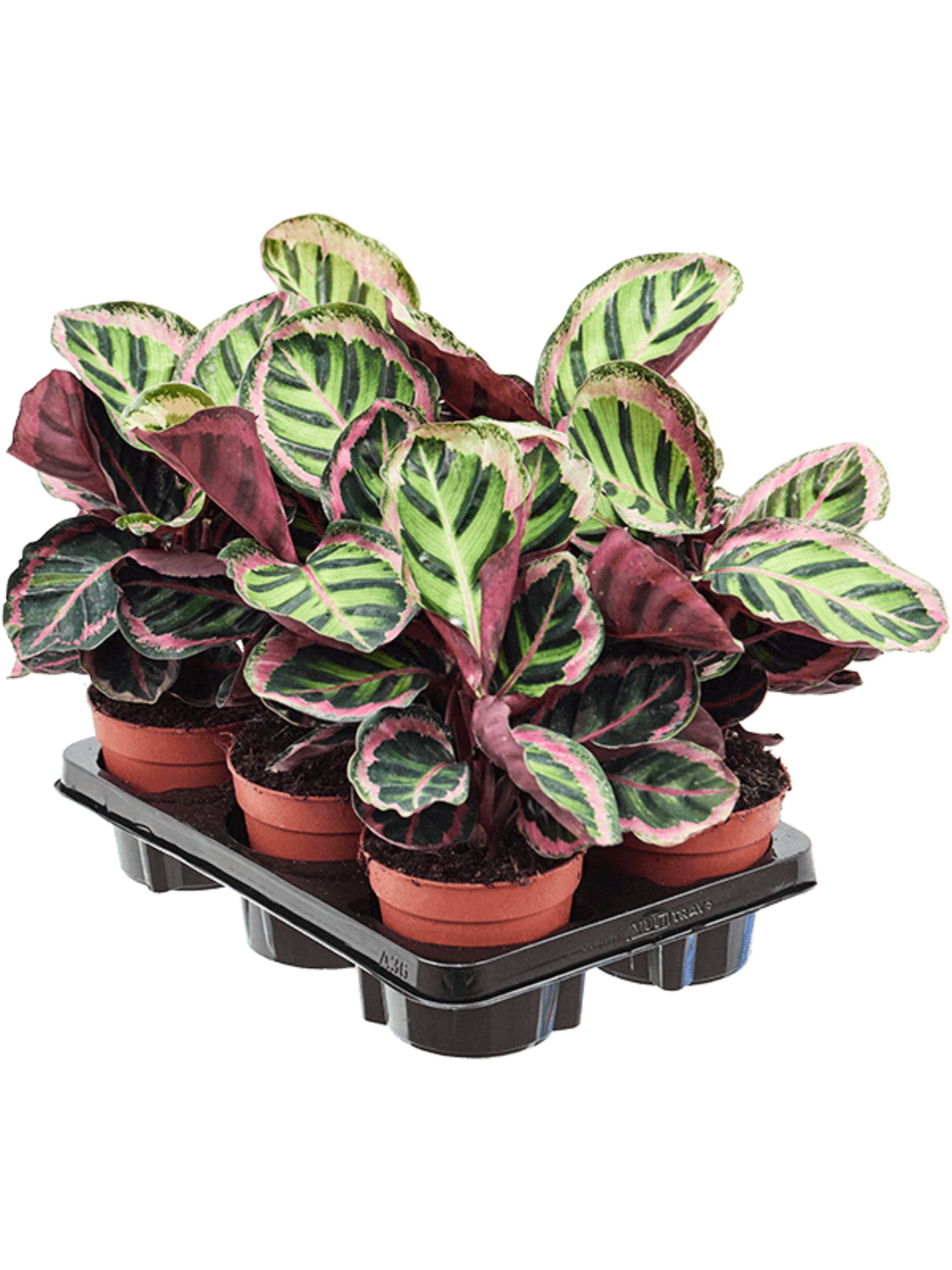 Calathea rosea-picta var. illustris 6/tray - Alpina