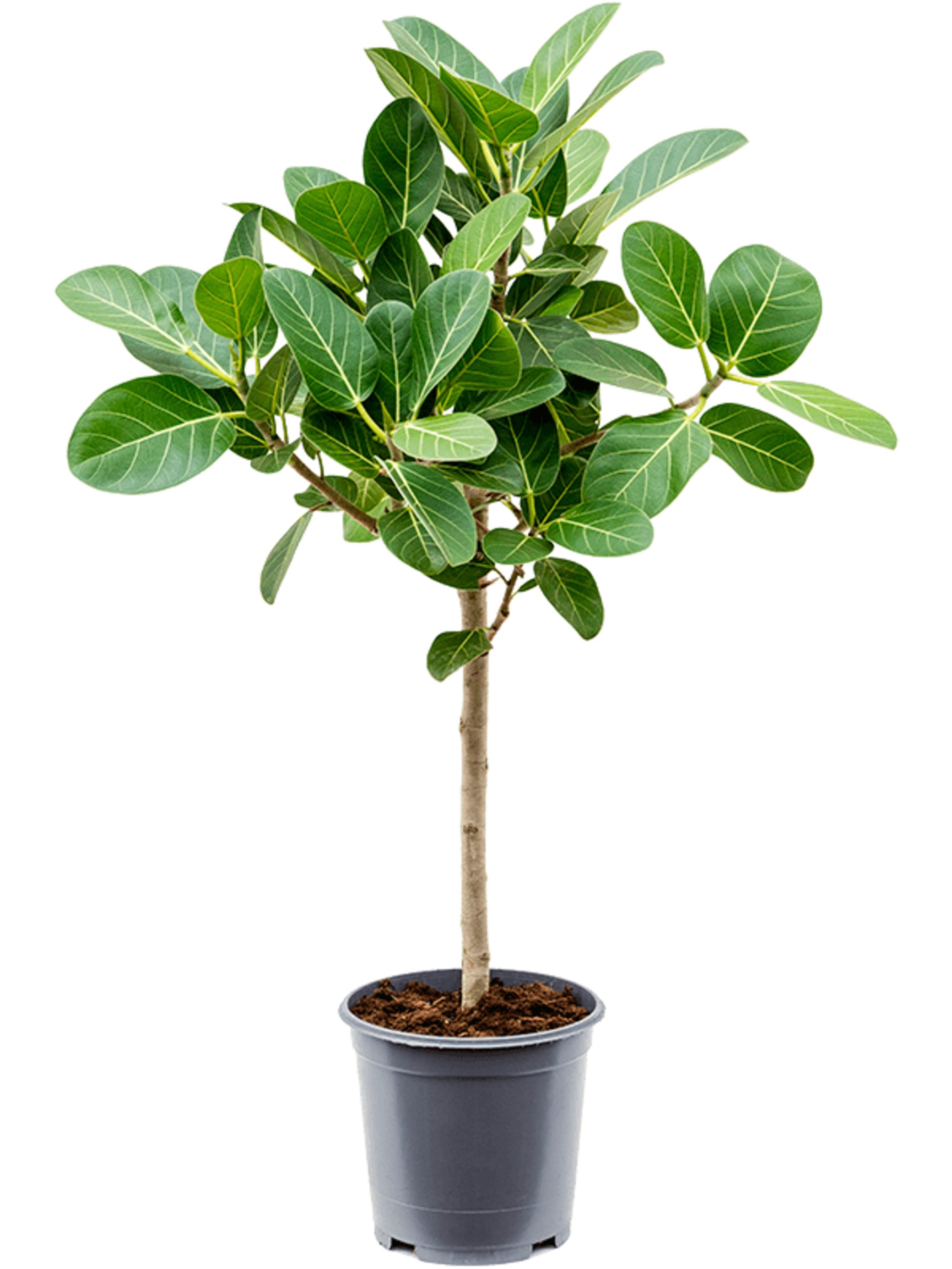 Ficus benghalensis 'Audrey' Stam - Alpina