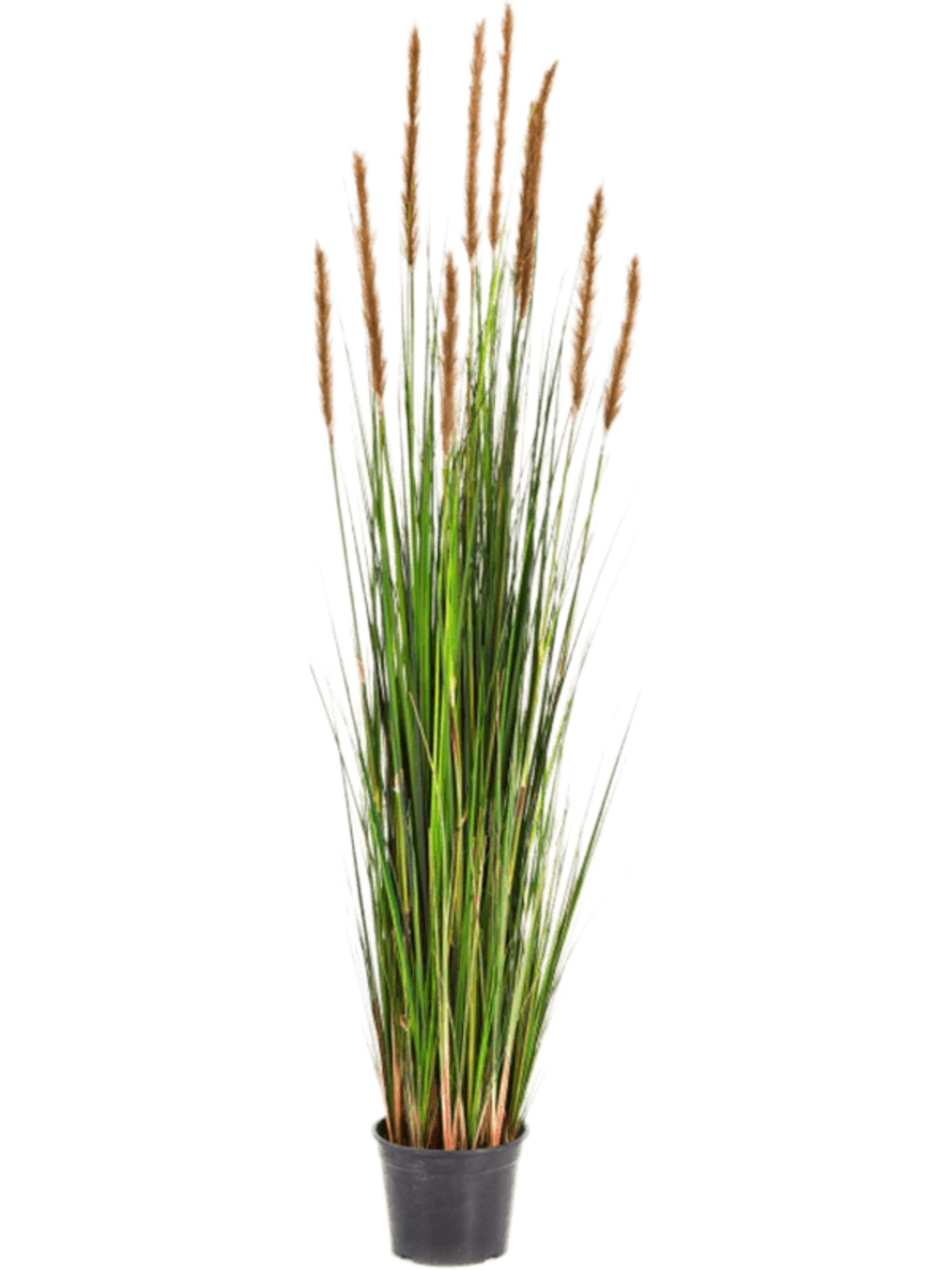 Grass Foxtail Bush - Alpina