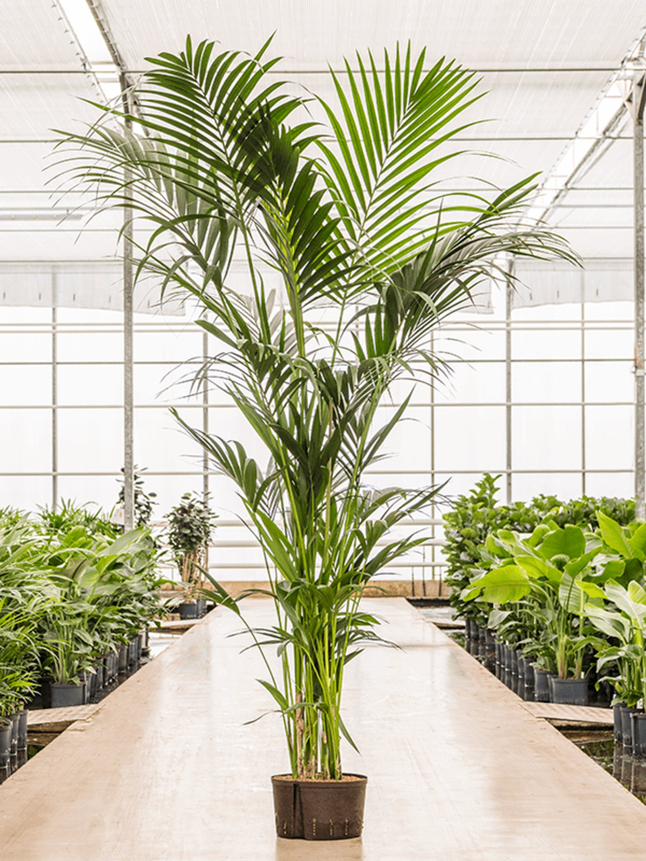 Kentia (howea) forsteriana Toef - Alpina
