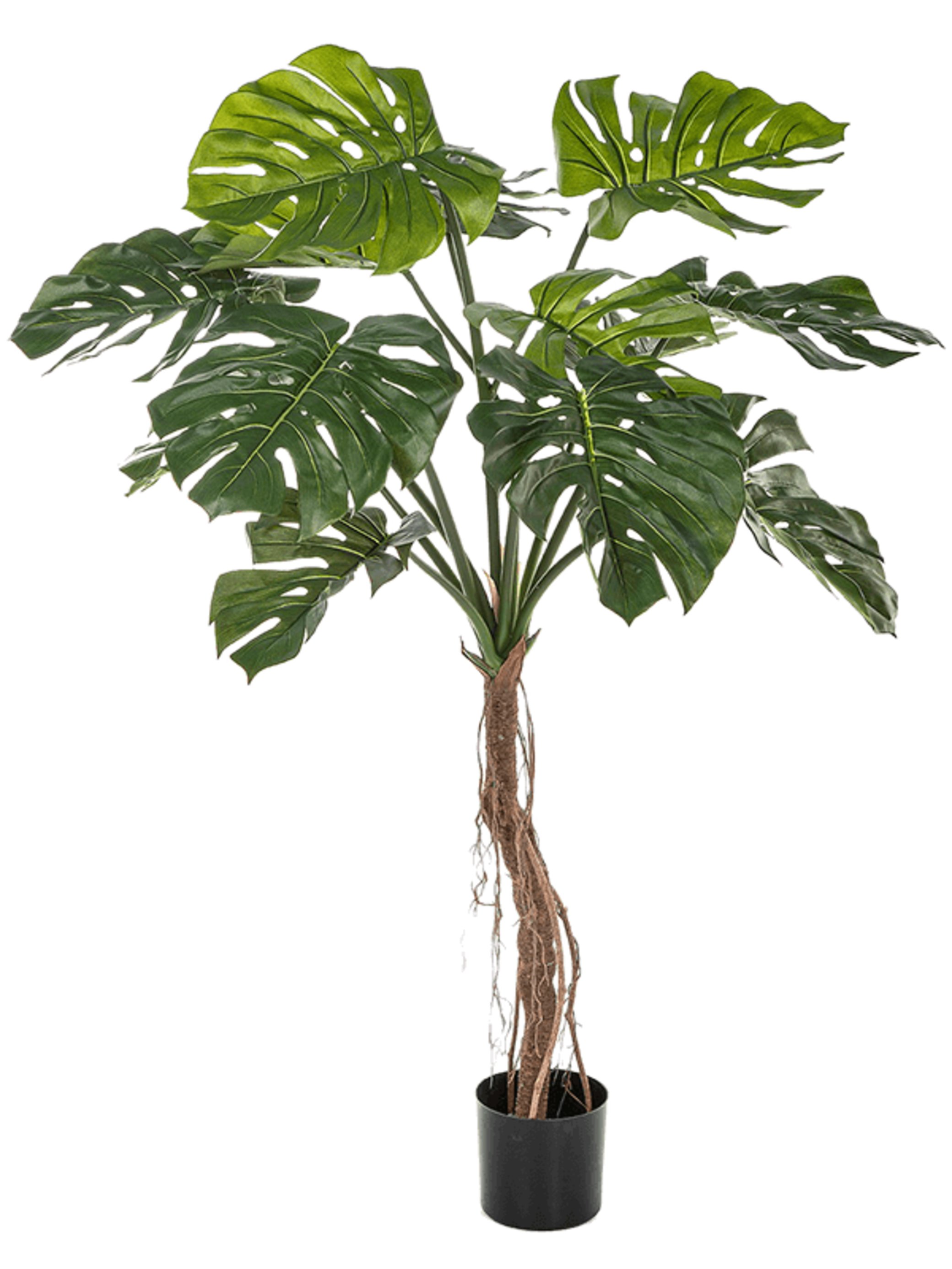 Split Philo Root Tree Bush - Alpina