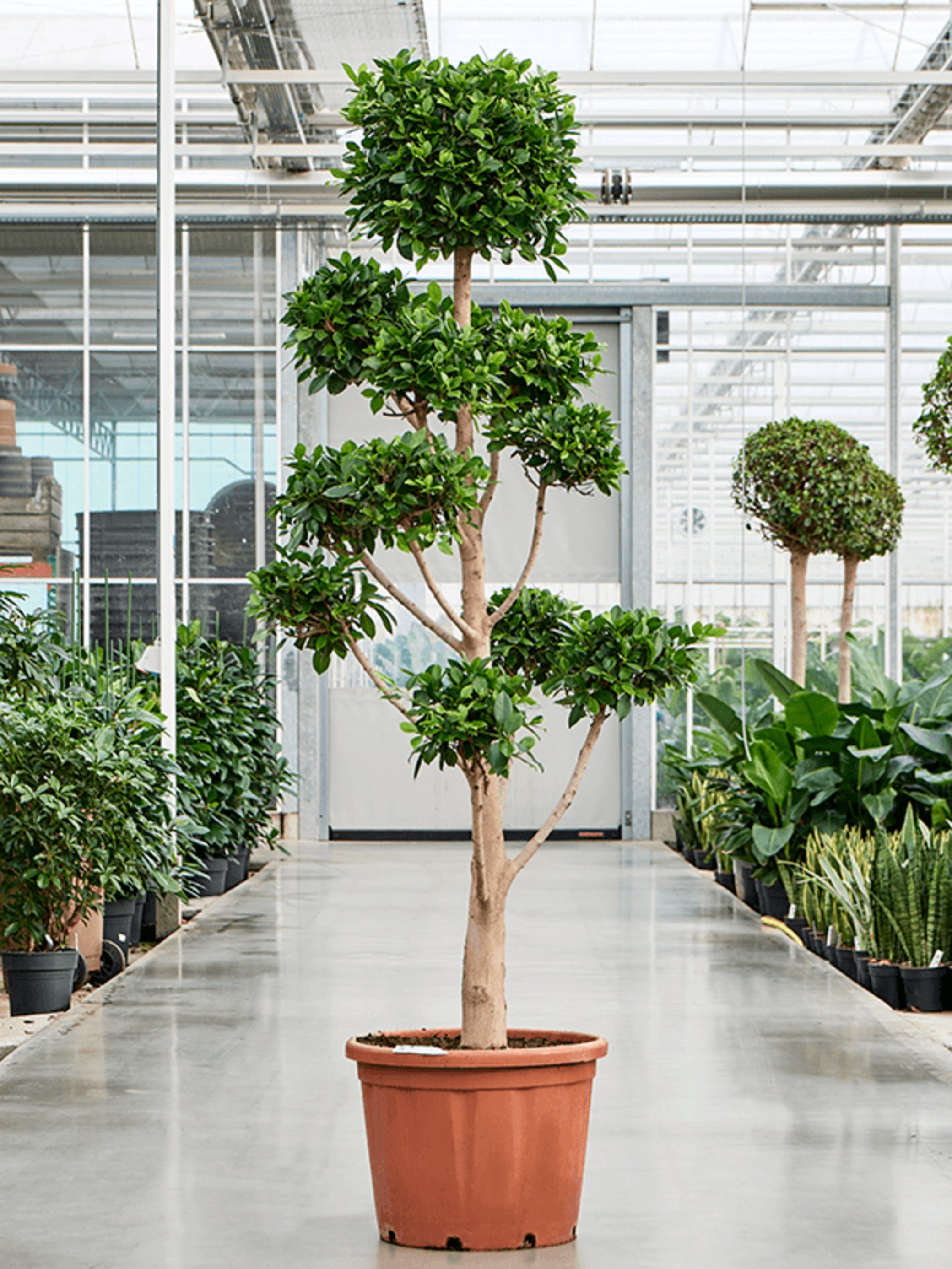 Ficus microcarpa 'Nitida' Vertakt/ Multi pon pon - Alpina