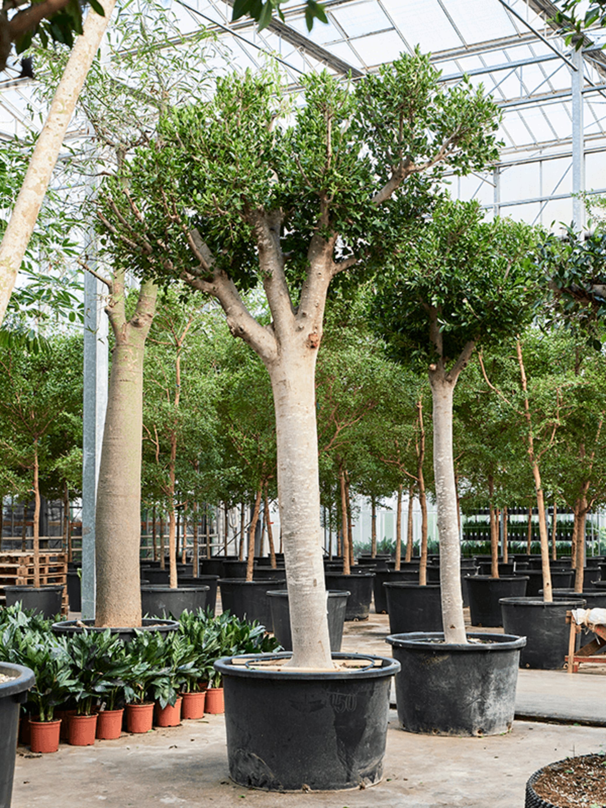 Ficus microcarpa 'Nitida' Stam - Alpina