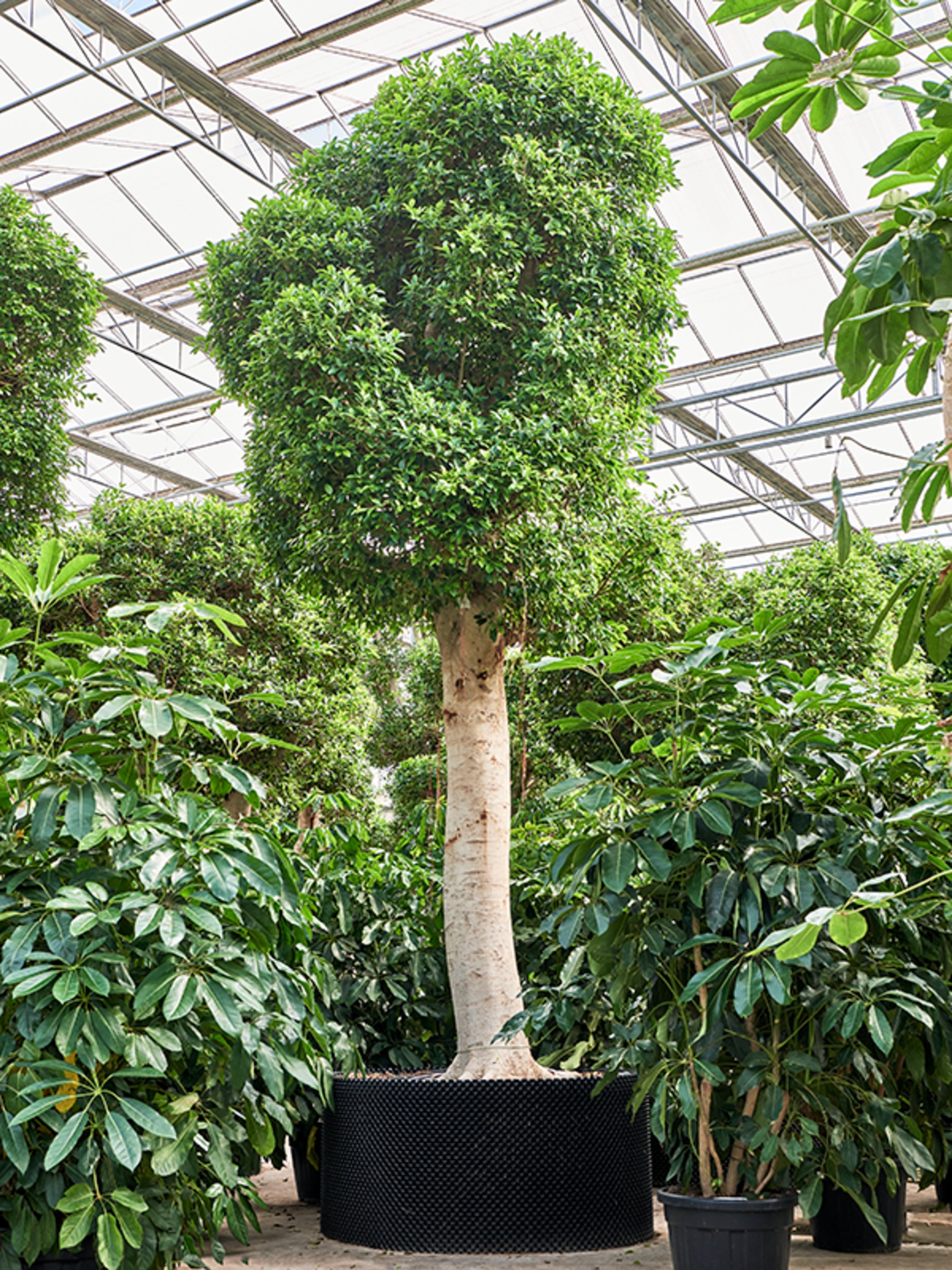 Ficus microcarpa 'Nitida' Stam - Alpina