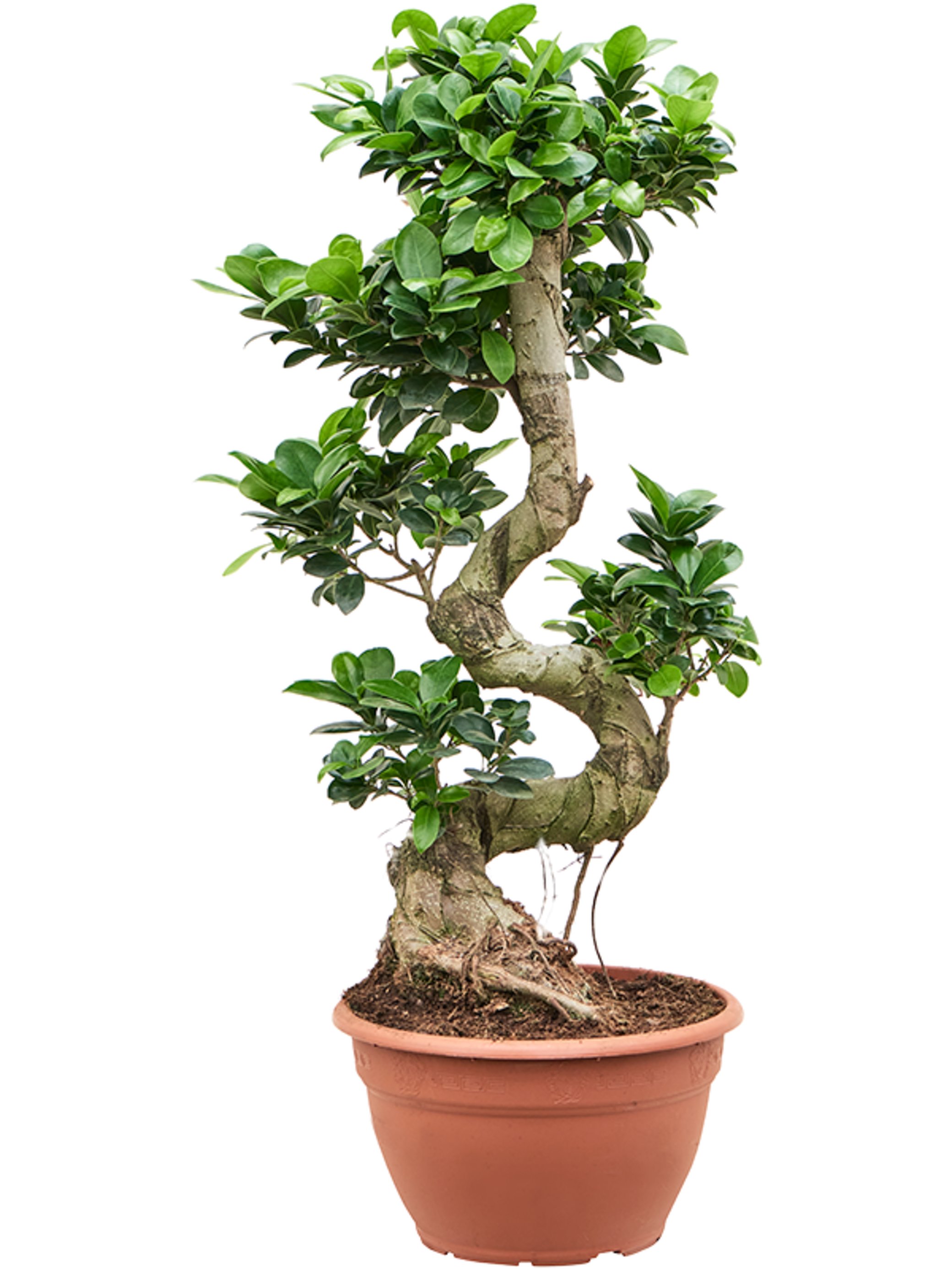 Ficus microcarpa 'Compacta' S-stam - Alpina