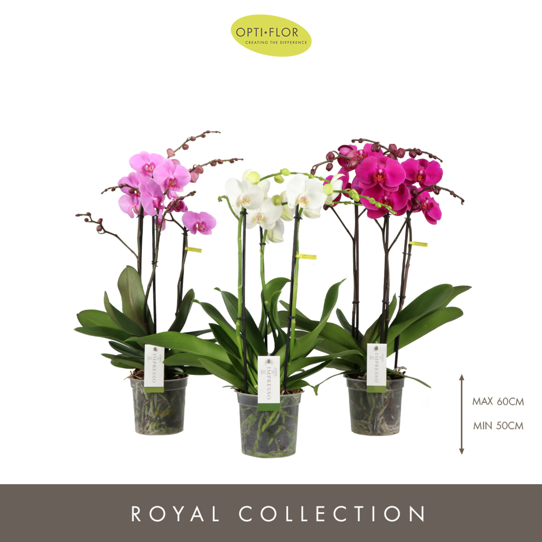 Phalaenopsis Impresso mix 3-Tak Diverse kleuren - Alpina